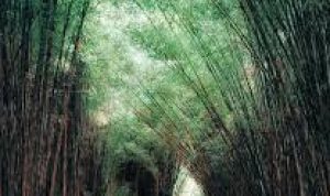 Pesona Kebun Karet Trikora di Lampung Selatan, Berbentuk Terowongan ...